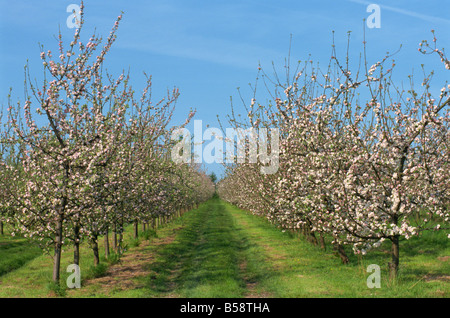 France, Normandy, apple trees in blossom Stock Photo - Alamy