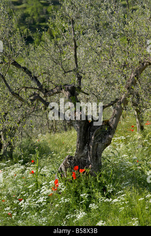 poppies under olive tree - poppy and olive tree 02 Stock Photo - Alamy
