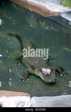 American Alligator - Australia Zoo Stock Photo - Alamy