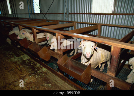 Sheep kept indoors to produce finer wool at the Wimmera Wool Factory, a ...