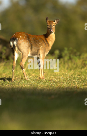 Female red deer Stock Photo - Alamy
