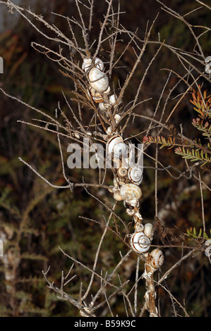 Snails summer aestivation, Animal Behavior Stock Photo - Alamy