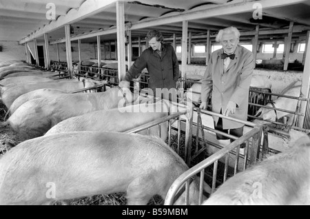Livestock farmers at a intensive pig farm in Denmark. Where pigs are ...