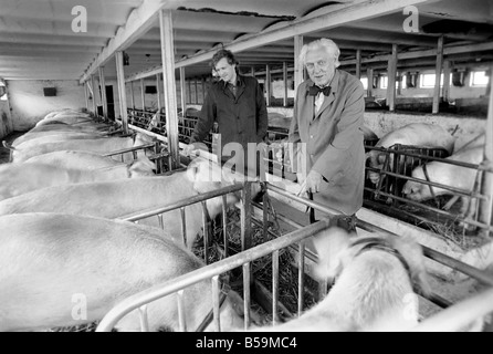 Livestock farmers at a intensive pig farm in Denmark. Where pigs are ...