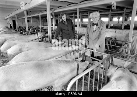 Livestock farmers at a intensive pig farm in Denmark. Where pigs are ...