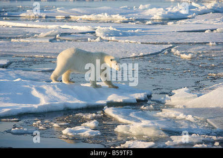 Polar Bear in arctic setting Stock Photo - Alamy