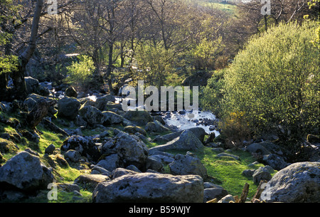 Woods and stream Croesor North Wales Stock Photo - Alamy