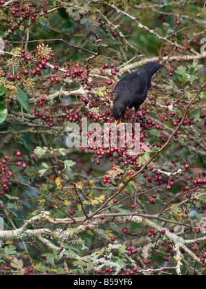 Male blackbird, Turdus Merula, eating blackberries Stock Photo - Alamy
