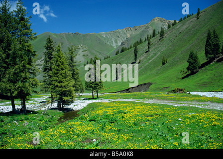 Wild flowers below the Tien Shan mountains in Xinjiang Province China G ...