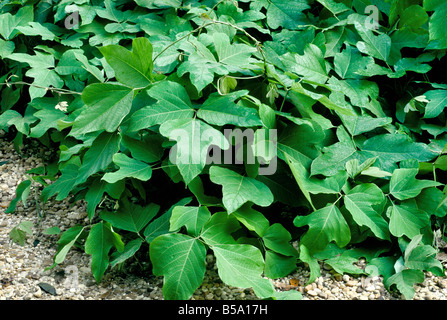 Kudzu vine growing, closeup of leaves, Florida Stock Photo - Alamy