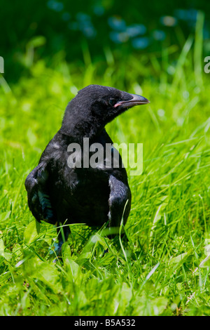 Juvenile Carrion Crow (Corvus corone) perched on tree stump, RSPB ...