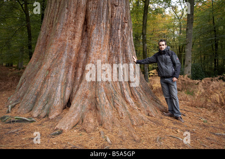 Giant Redwood tree in the New Forest on Rhinefield Road in Hampshire UK ...