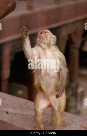 Monkey (Durga) Temple, Benares (Varanasi) India, circa 1890 Stock Photo ...