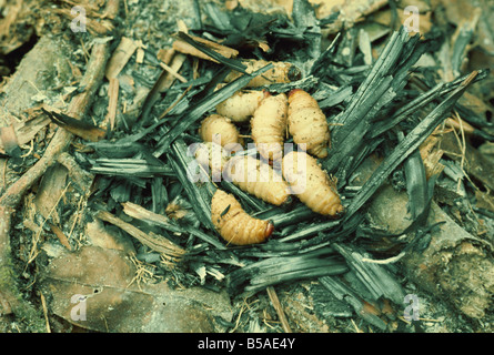 Sago grubs, to be eaten, Irian Jaya, Indonesia, Southeast Asia Stock ...