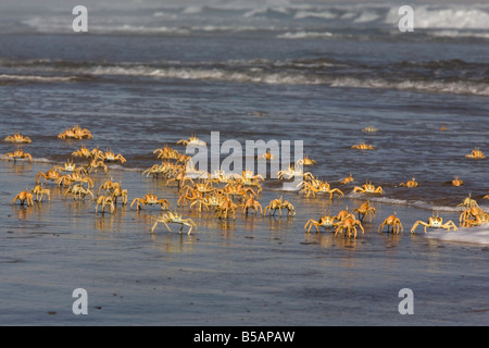 Ghost crab (Ocypode cursor), Atlantic Ocean coast, Namibia, Africa ...