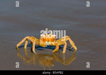 Ghost crab (Ocypode cursor), Atlantic Ocean coast, Namibia, Africa ...