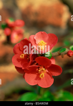 Ornamental quince, close-up Stock Photo - Alamy