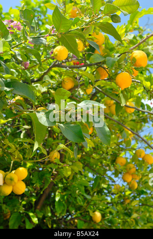 Lemon tree, Crete, Greece, Europe Stock Photo - Alamy