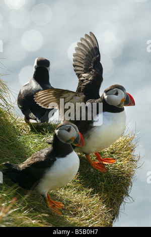Puffin colonies on the cliffs at Sumburgh Head Shetland Stock Photo - Alamy