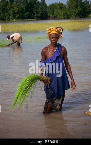 GAMBIA West Africa Agriculture Women collecting water from well for ...