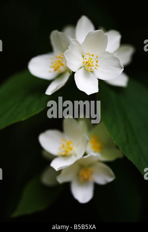 Vertical close-up of white Philadelphus flowers with yellow stamens ...