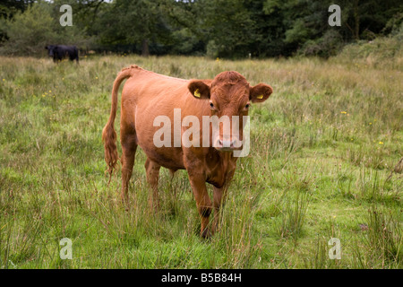 calf grazing meshaw devon Stock Photo - Alamy