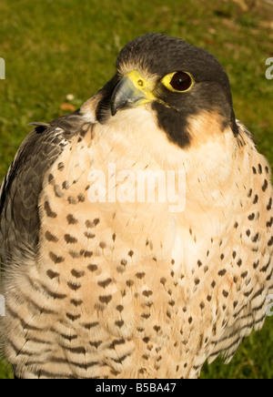 Peregrine x Lanner Falcon Stock Photo - Alamy