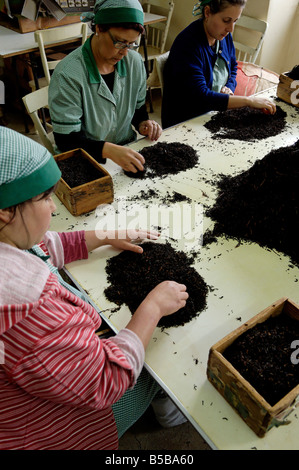 Tea factory Gorreana, at Sao Miguel island, Azores travel destination ...