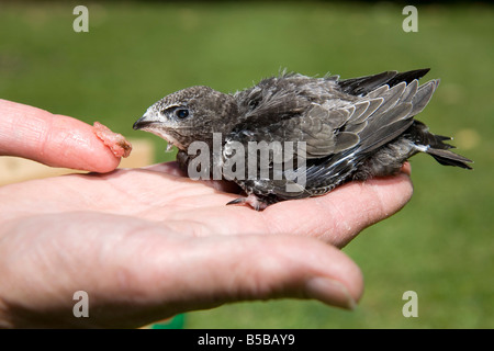 swift Apus apus chick rescued at secret world animal sanctuary somerset ...