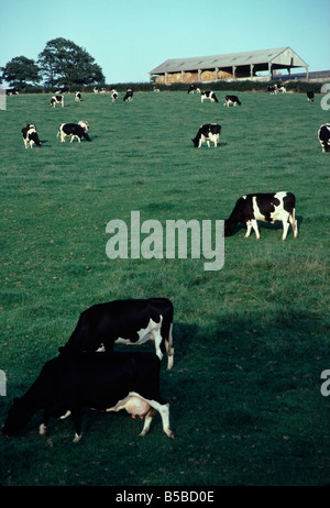 Cows in a farm. Dairy cows. Cowshed Stock Photo - Alamy