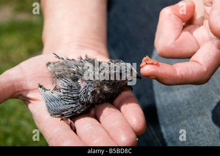 swift Apus apus chick rescued at secret world animal sanctuary somerset ...