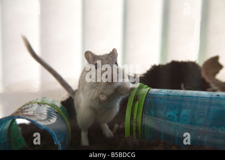 Close Up Studio A grey gerbil above ground looking around Stock Photo ...