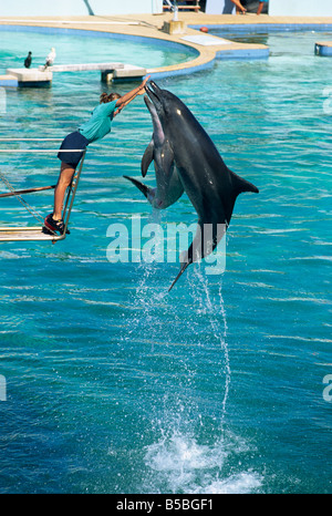 Dolphins show Oceanarium South Africa A Evrard Stock Photo - Alamy