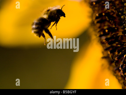 A close-up of a bee hovering near a vibrant purple flower as its wings ...