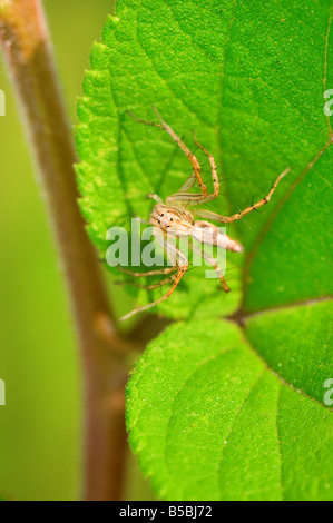 A lynx spider on leaf of weed Stock Photo - Alamy
