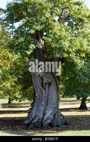 Gnarled Tree Trunk, Greenwich Park, Greenwich, London, England Stock ...