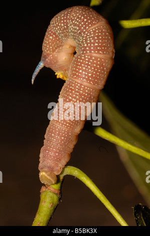 Mimas tiliae, Lime Hawk-moth feeding on Foxglove flower, Norfolk, UK ...