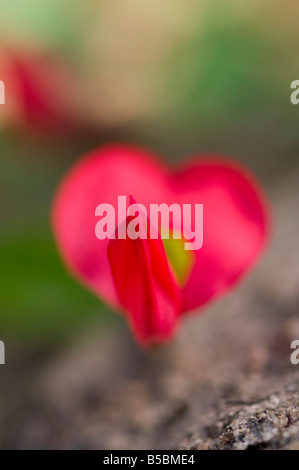 Running Postman Kennedia prostrata Fabaceae Photographed in Tasmania ...