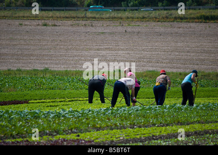 Migrant farm workers tend to crops growing in a field on a farm in ...