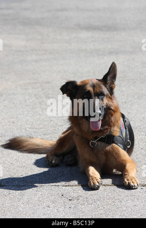Bosco the Germantown Police Deparment K 9 officer Wisconsin Stock Photo ...