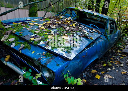 A tree grows around the fender of a car in a junkyard Autofriedhof ...
