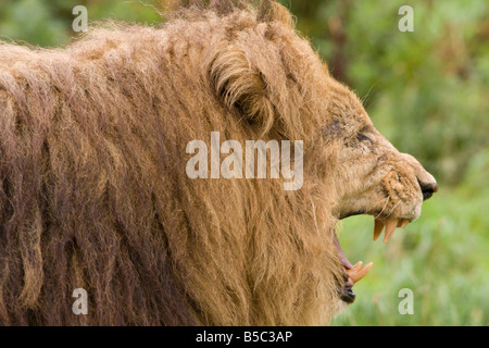 African Lion ( Panthera leo ) Bearing His Sharp Teeth Stock Photo - Alamy