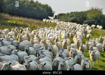 flock of sheep Stock Photo - Alamy