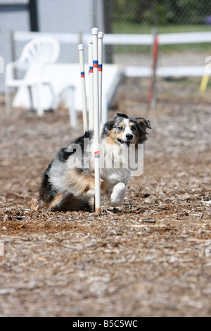 Dog running through weaving poles at training ground. Space for text ...