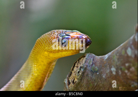 Snake Woma Aspidites ramsayi python Stock Photo - Alamy