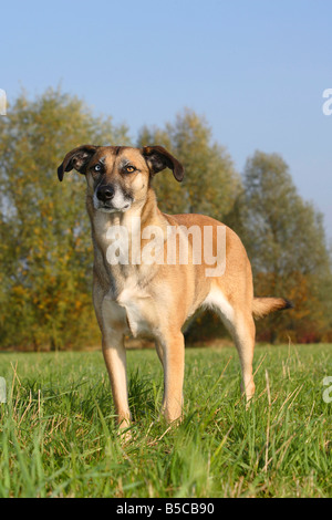 Mixed Breed Dog, odd-eyed Stock Photo - Alamy