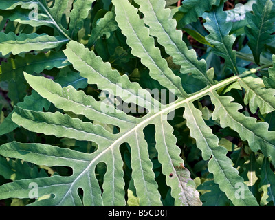 Onoclea sensibilis, close-up. Green grass natural background. the ...