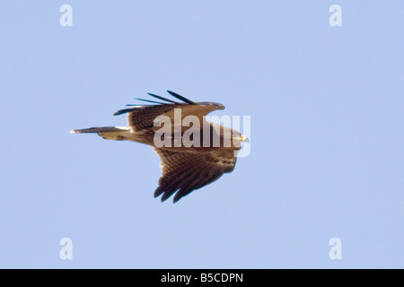 Golden Eagle, Aquila chrysaetos, Island of Rhodes, Dodecanese, Greece ...