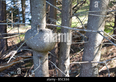 Bulging Tree Trunk Stock Photo - Alamy