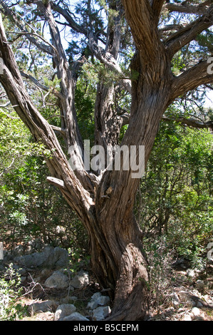 Old juniper tree (Juniperus phoenicea) in Dana Biosphere Reserve ...